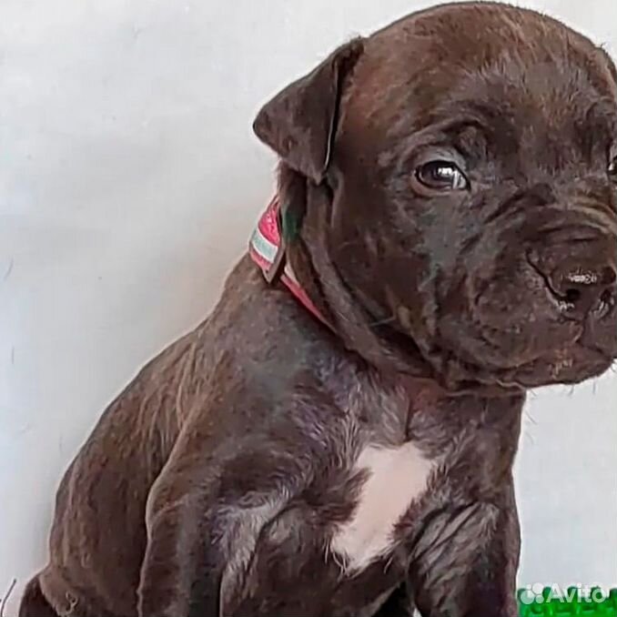 Американский питбультерьер щенок мальчик