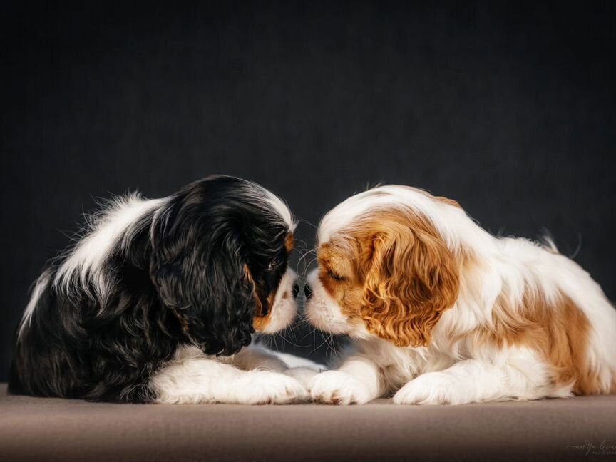 Кавалер Кинг Чарльз Спаниель