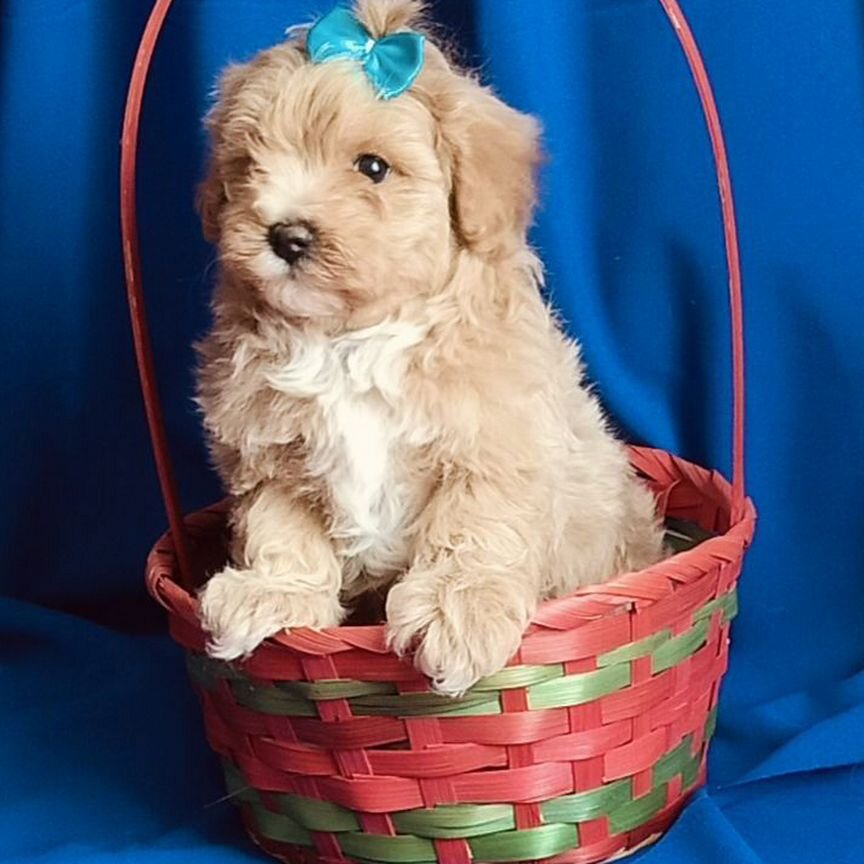 Мальтипу, щенок