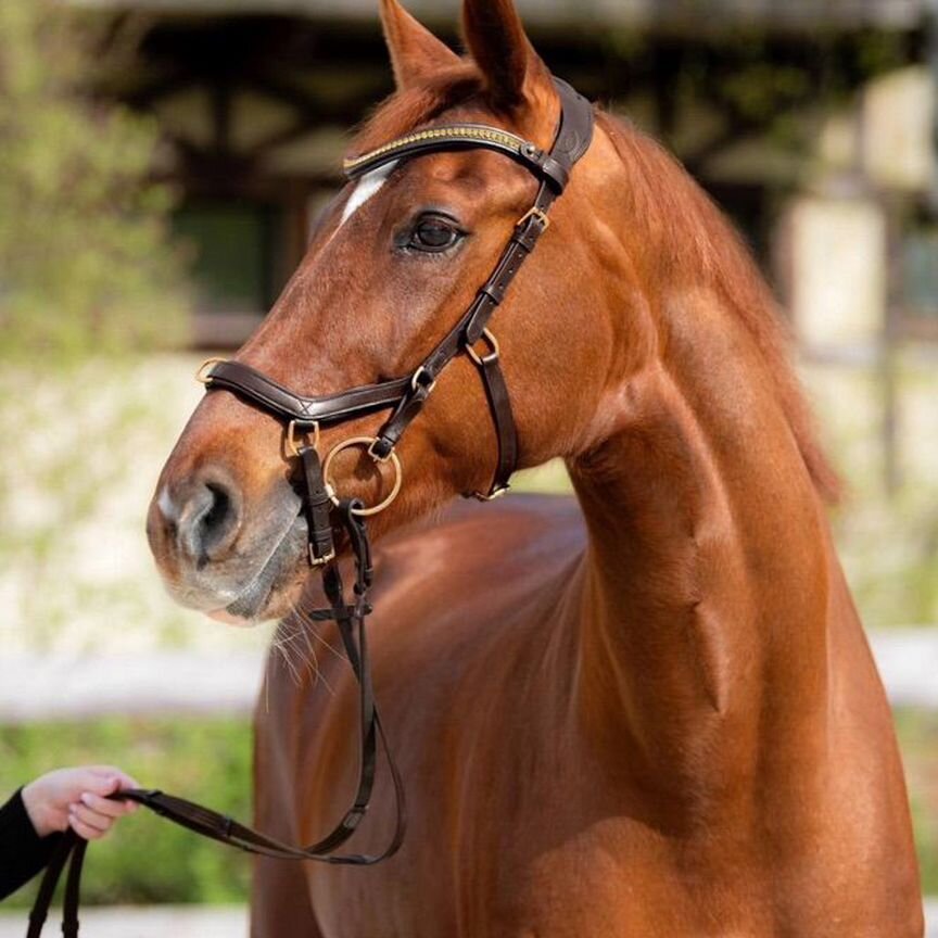 Уздечка Миклем, трензельное оголовье