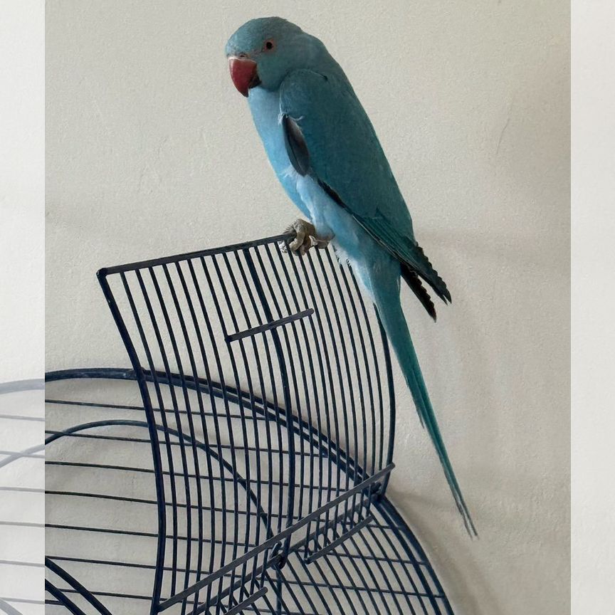 Ожереловый попугай