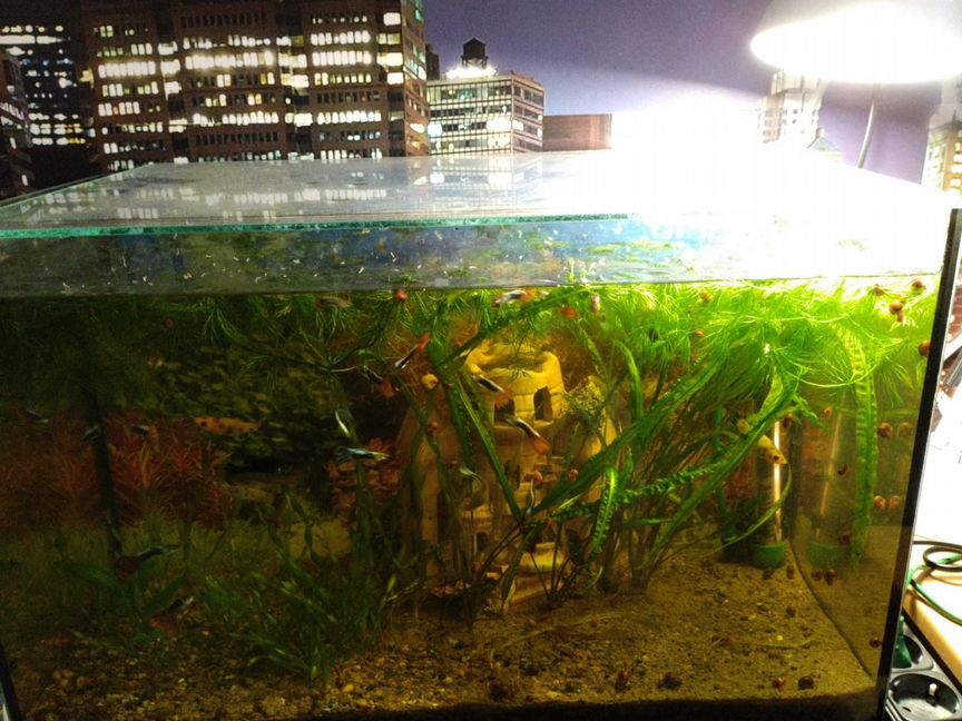 Аквариум 48 литров с рыбками и декором
