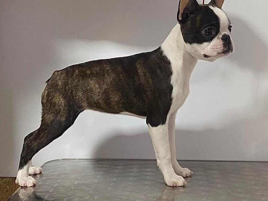 Щенки бостон терьер