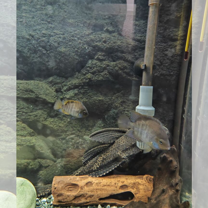 Цихлазома седжика пара