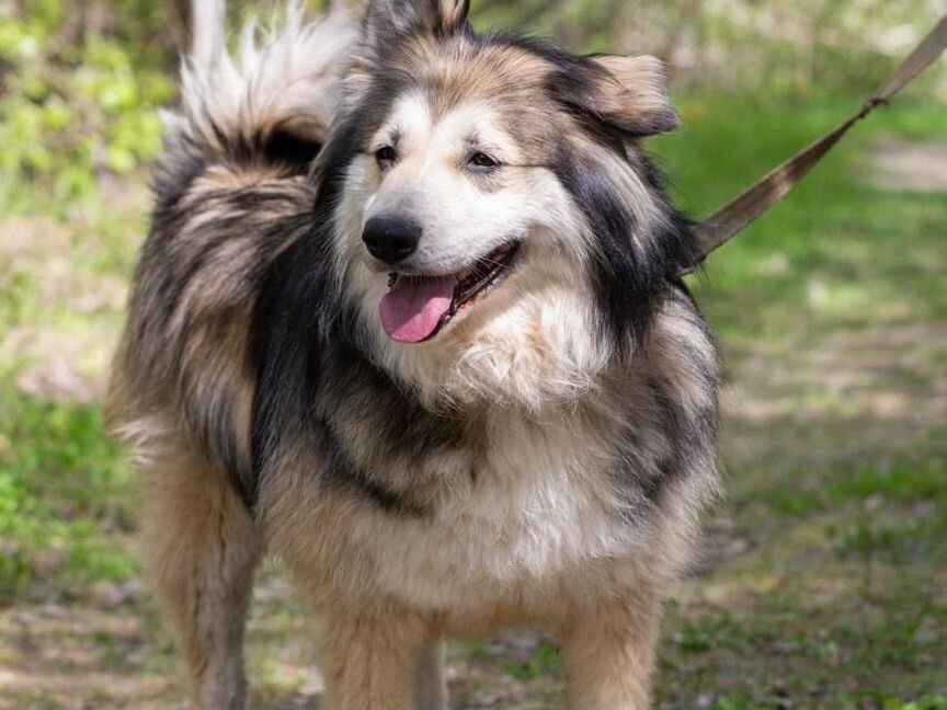 Собака в добрые руки