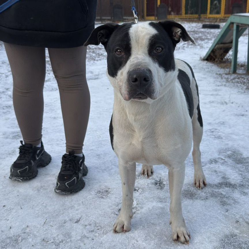 Американский стаффордширский терьер, взрослый пёс