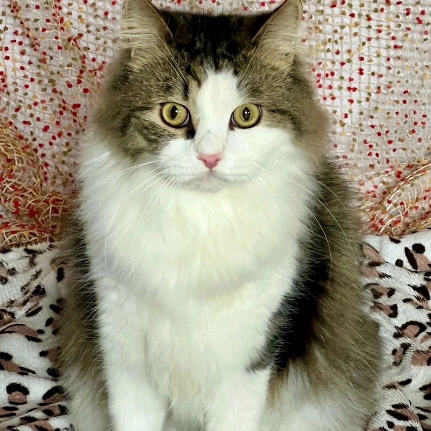 Сибирский, взрослый кот