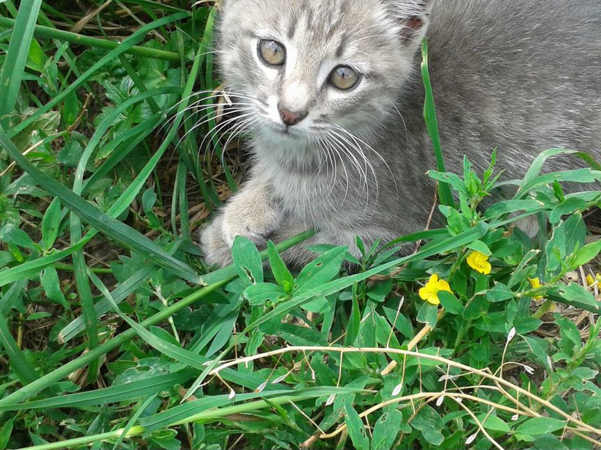 Котенок мальчик