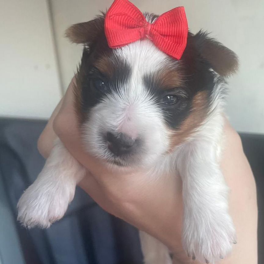 Бивер-йоркширский терьер, щенок