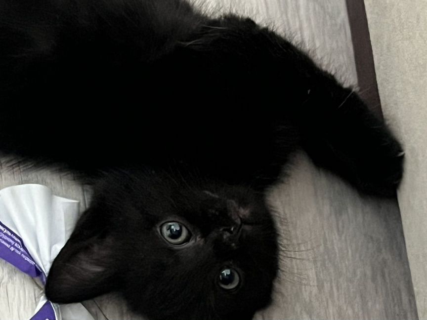 Котенок