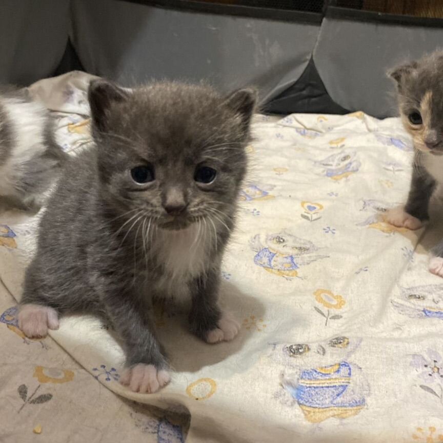 Шотландский вислоухий длинношёрстный котёнок