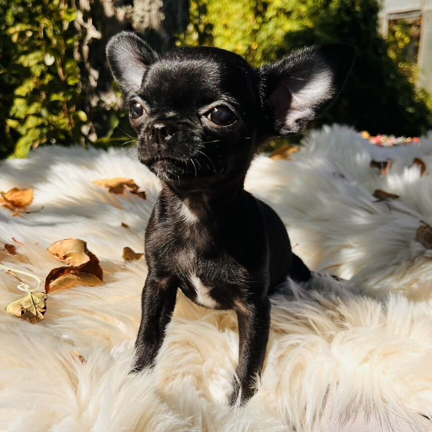 Чихуахуа мини мальчишечка