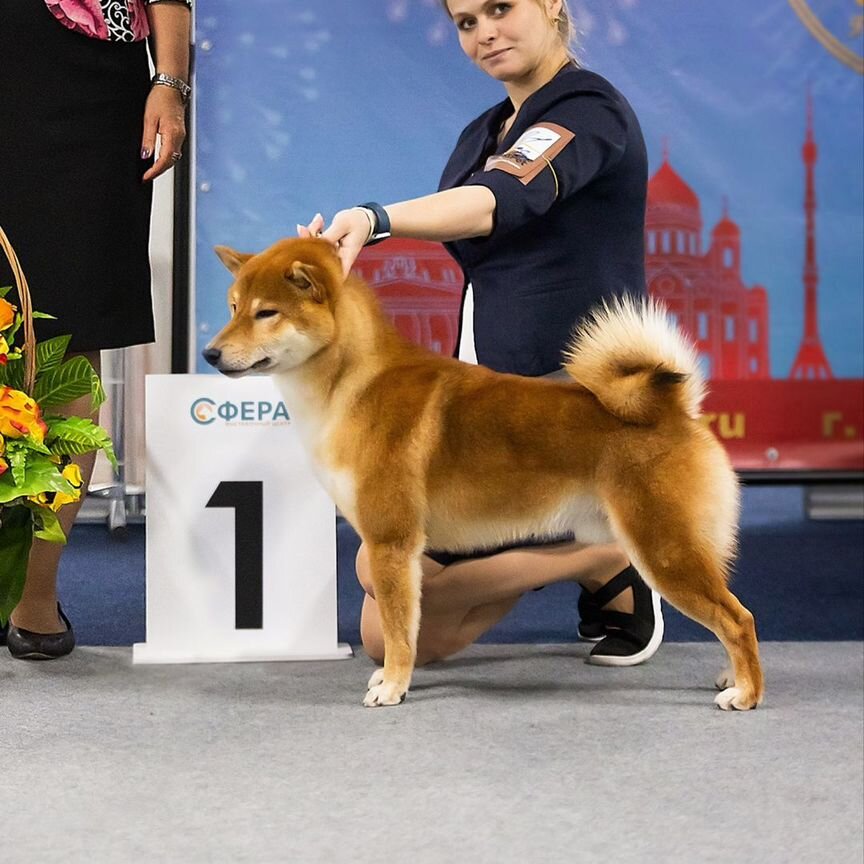 Сиба ину кобель на вязку интерчемпион
