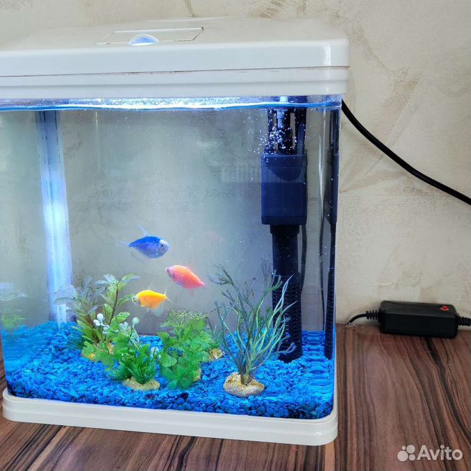 Аквариум с рыбками Теренция гло