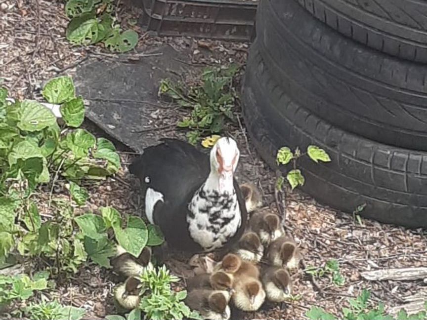 Утка с утятами