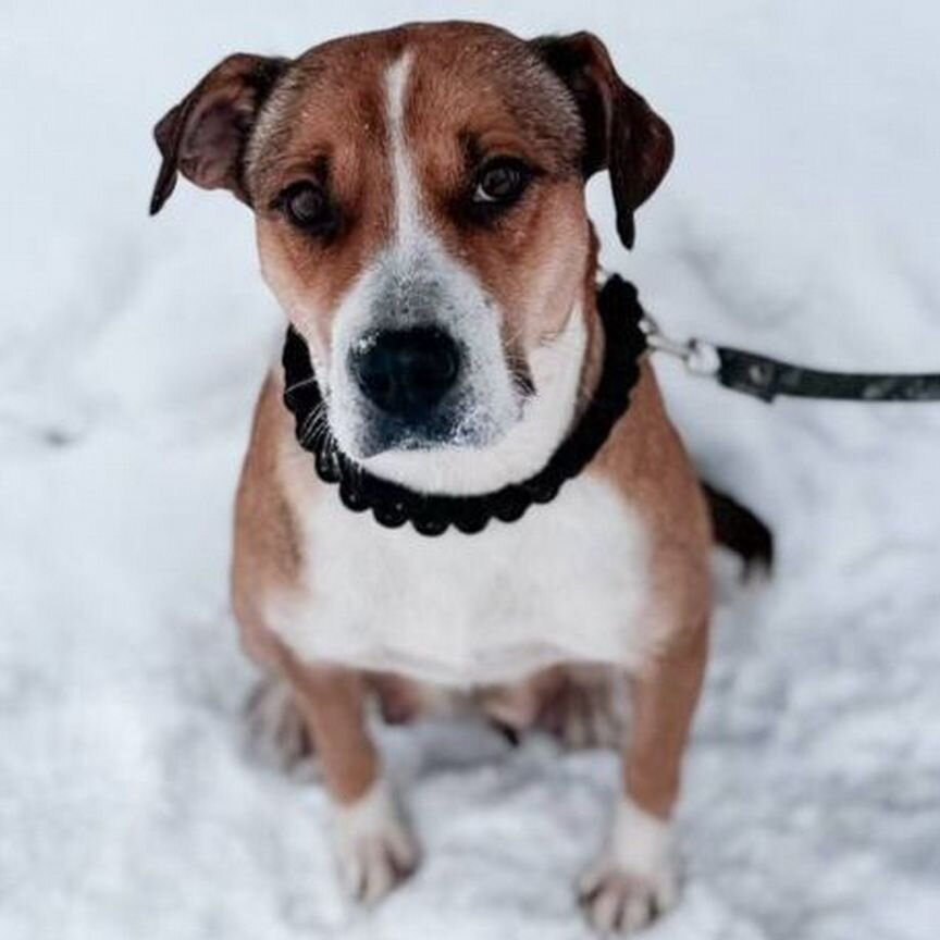 Взрослая собака в добрые руки