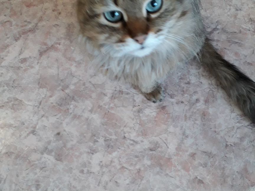 Муся в добрые руки