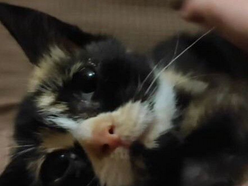 Кошечка 1,5-2 месяца ищет себе дом