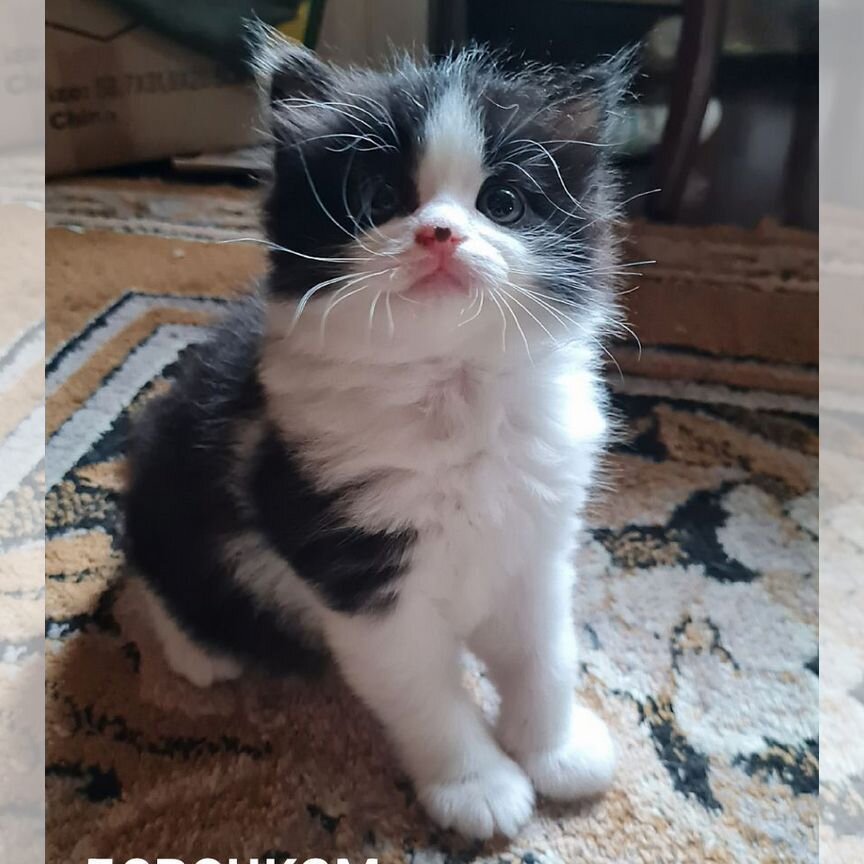 Котята в добрые руки родились 21 мая 2025 года