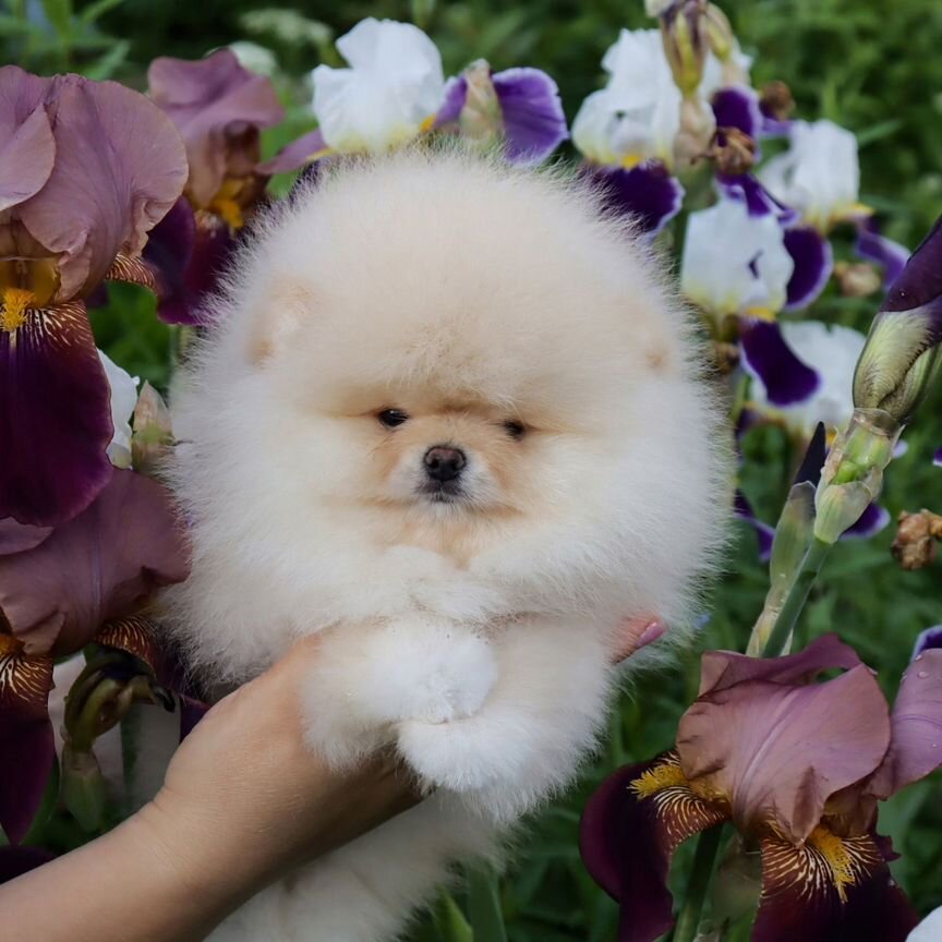 Кукольные мишки