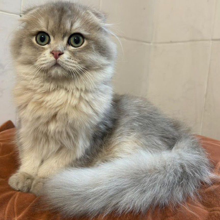 Шотландская шиншилла