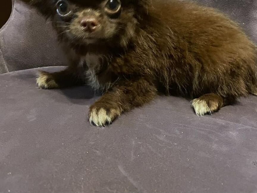 Чихуахуа лилипут