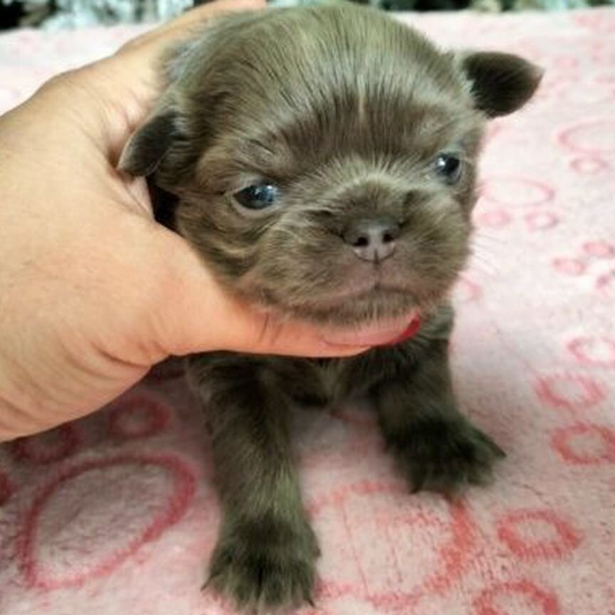 Чихуахуа, щенок