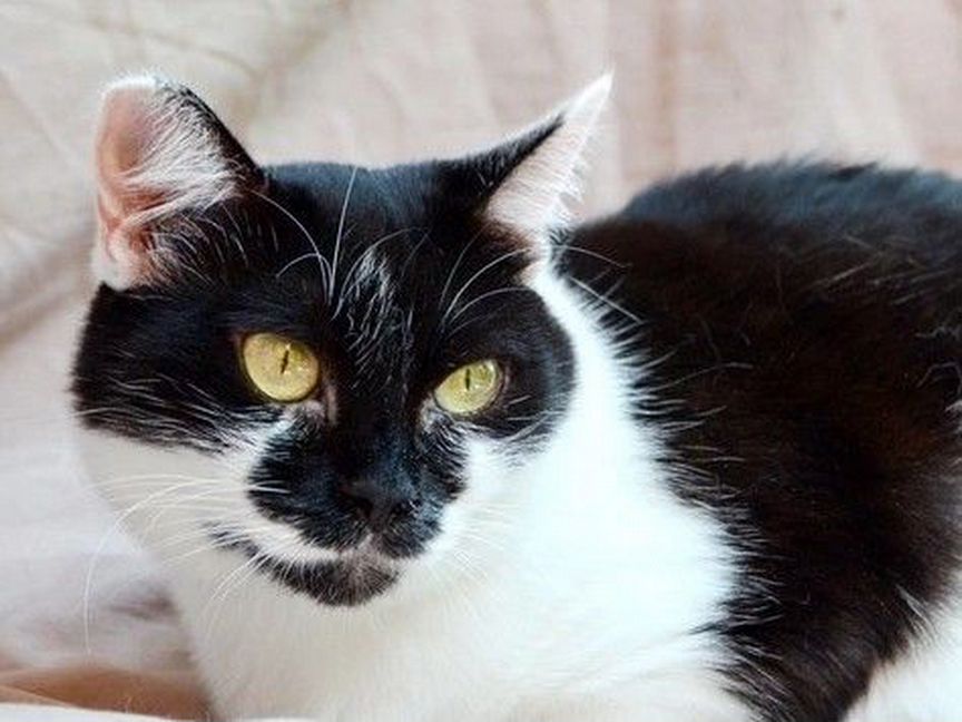 Люсечка ищет дом