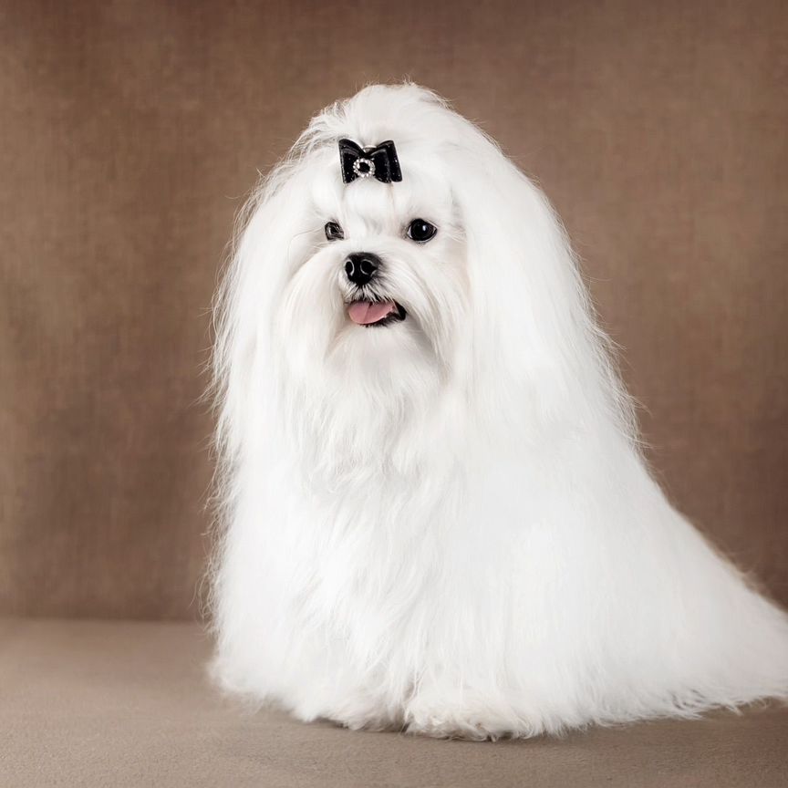 Болонки мальтезе мальтипу мальчик