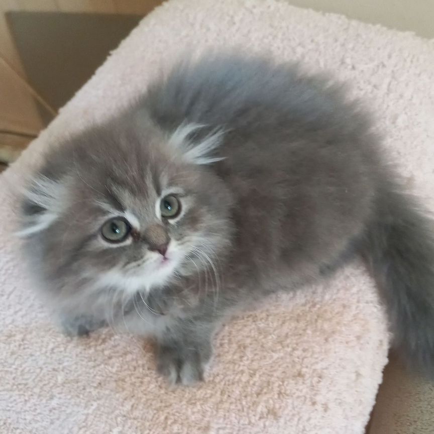 Шотландский вислоухий длинношёрстный котёнок