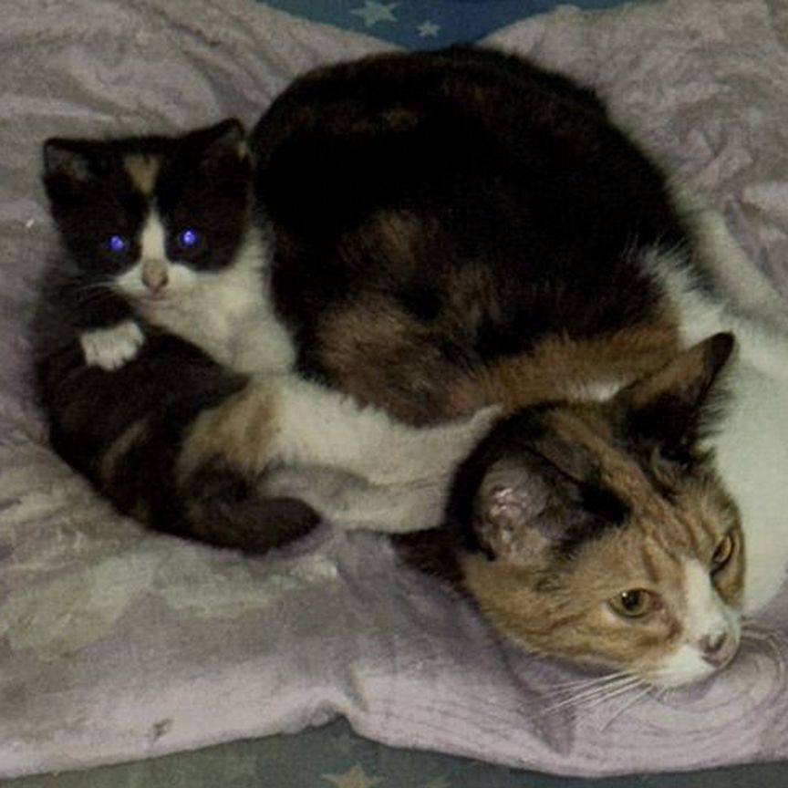 Котенок