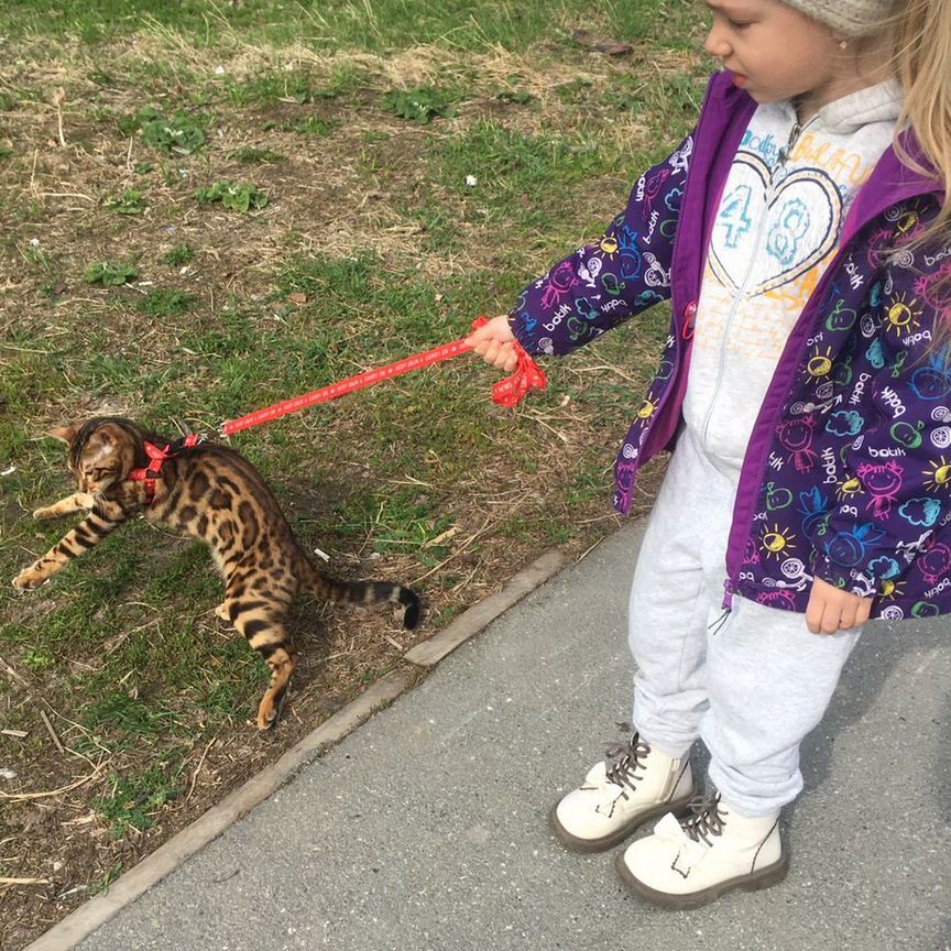 Ищим бенгальского котика, нам 10 месяцев