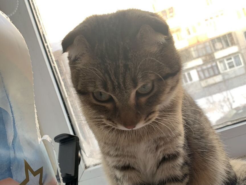 Вислоухий котёнок