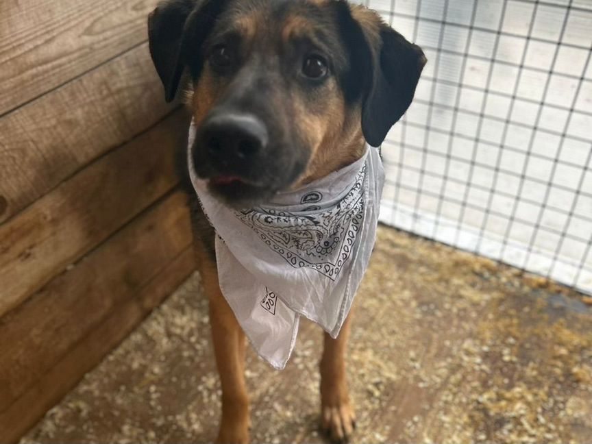 Дружелюбный пёс мечтает о настоящей семье