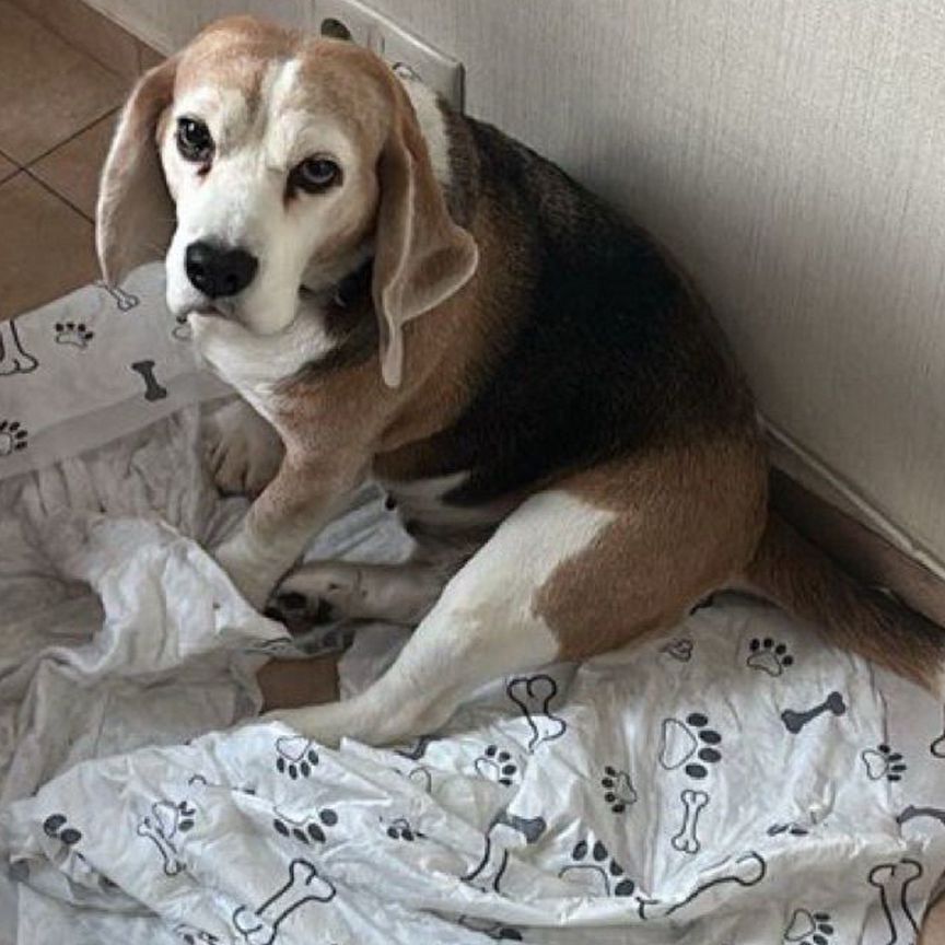 Бигль, взрослая собака