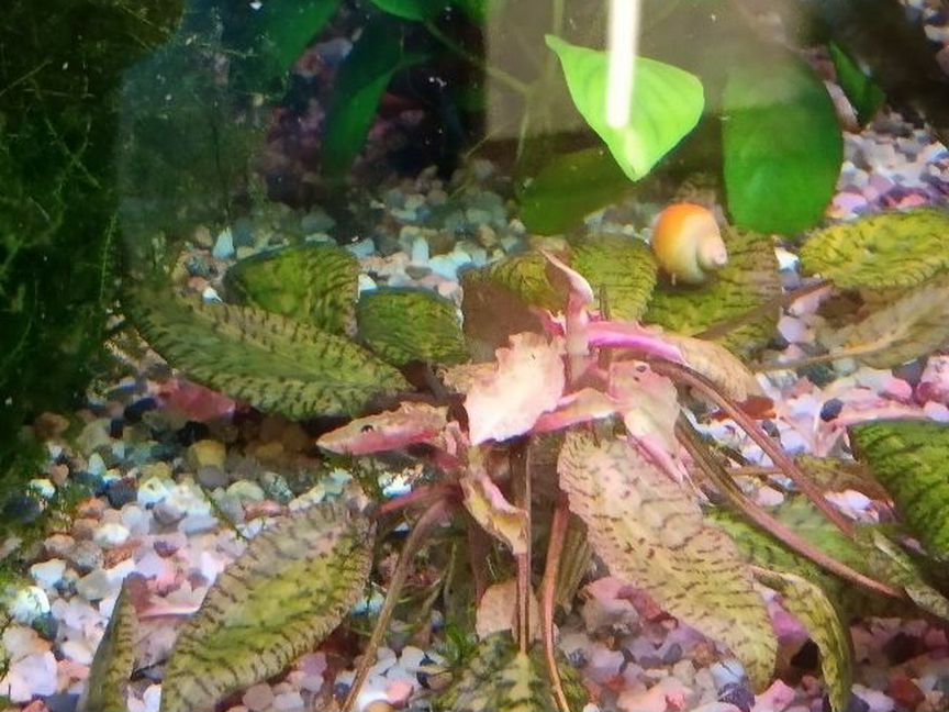 Криптокорина Нури