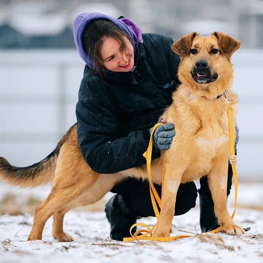 Собака из приюта бесплатно в добрые руки