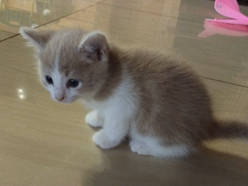 Котята в добрые руки бесплатно