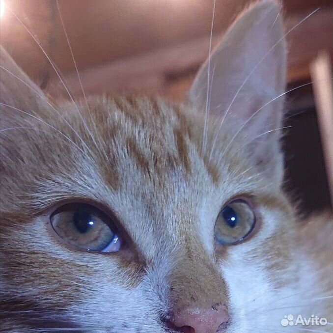 Котёнок хорошенький
