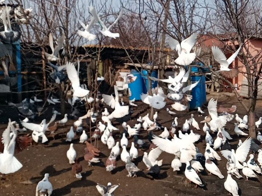 Голуби