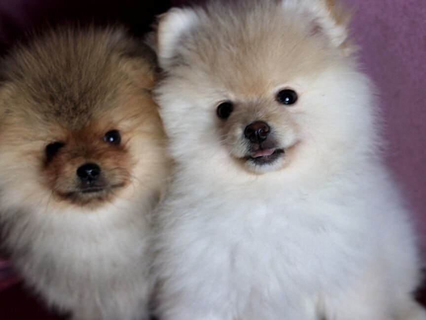 Померанский шпиц микро и мини
