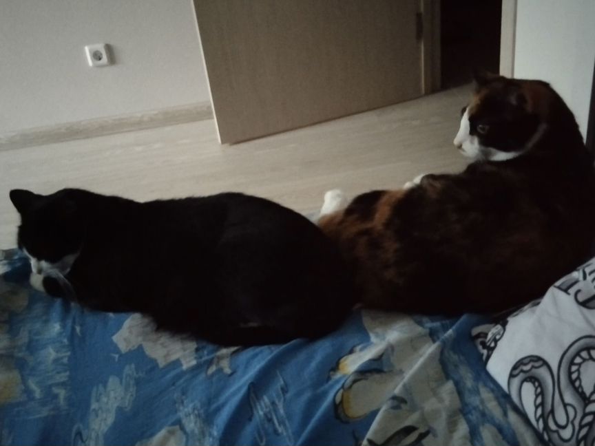 Отдам в добрые руки