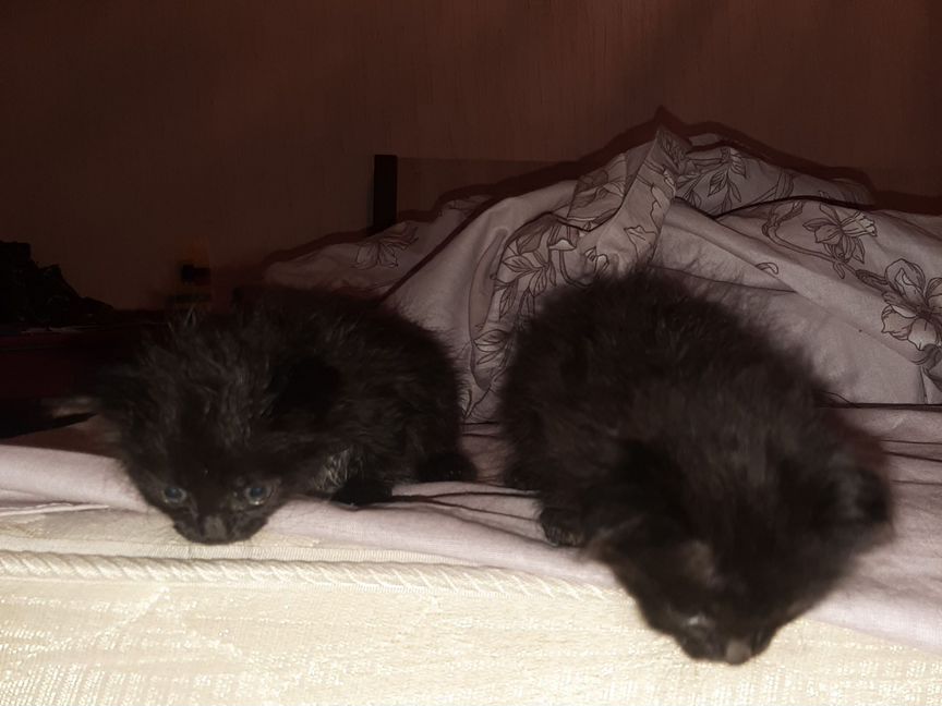 Котята в добрые руки бесплатно