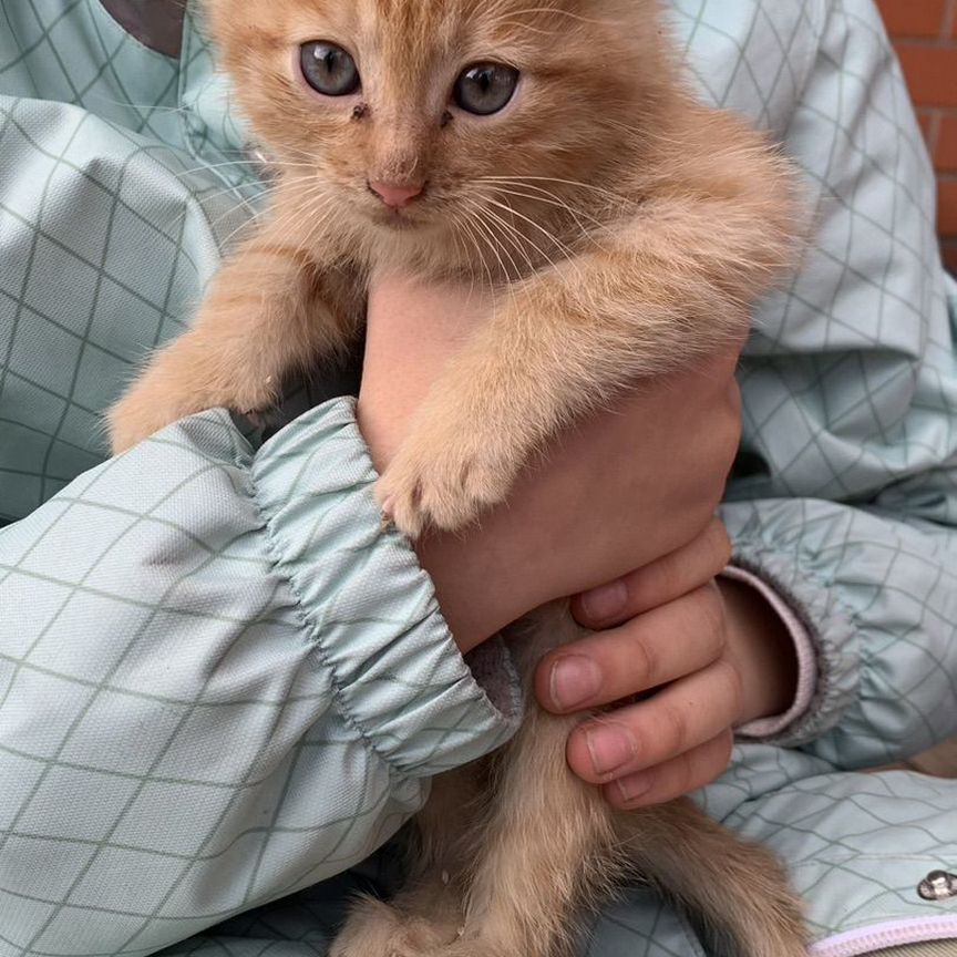 Котенок девочка