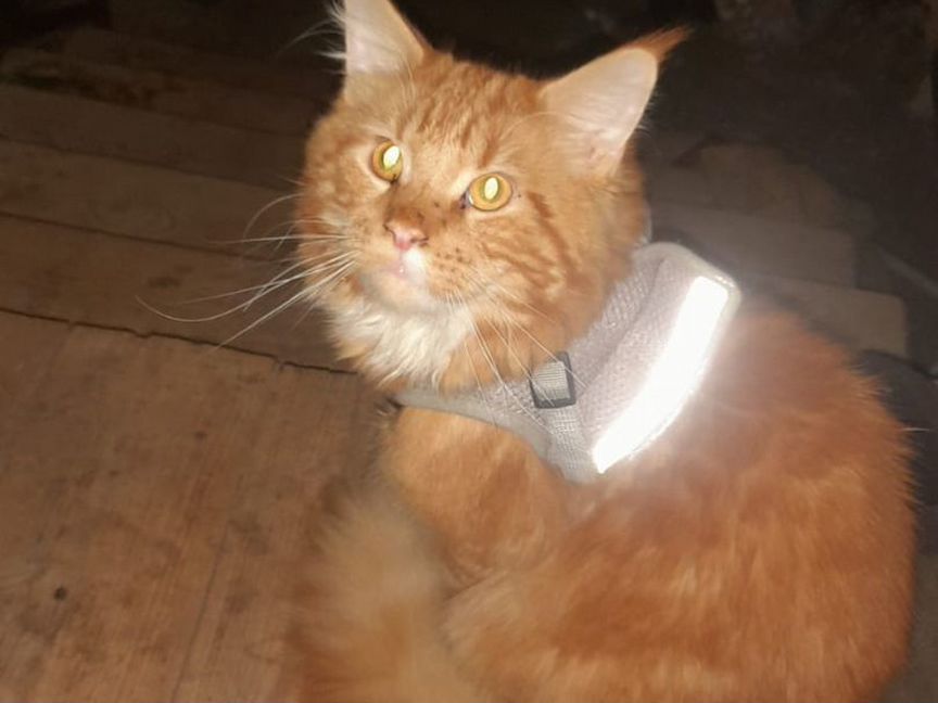 Кот мейн-кун