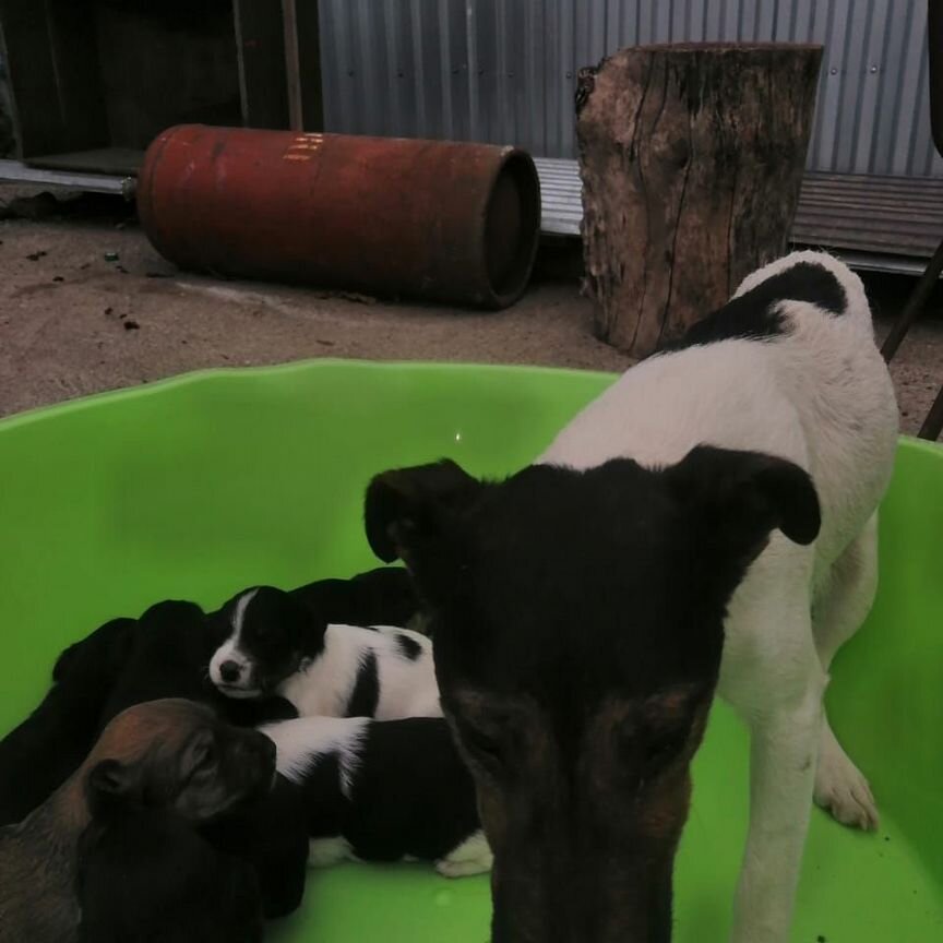 Шенки фокстерьера