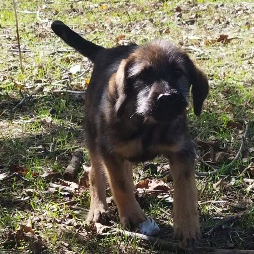 Щенок в добрые руки бесплатно