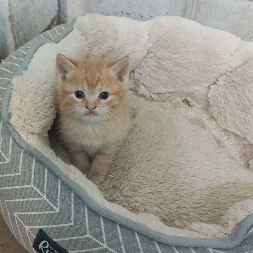 Котята в добрые руки бесплатно