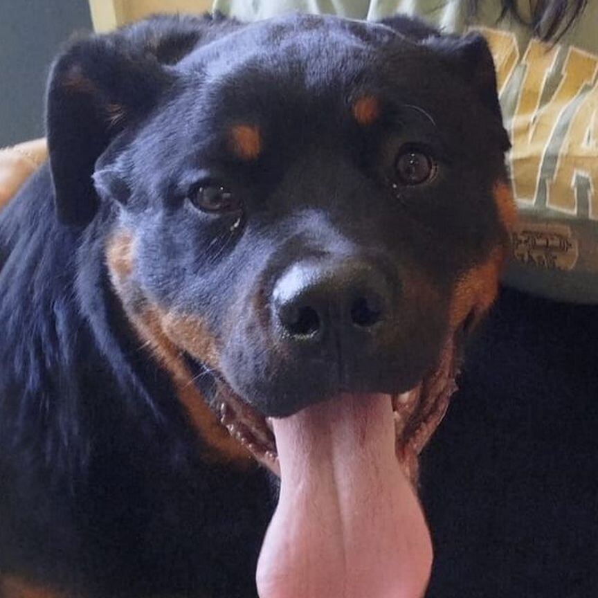 Ротвейлер, щенок