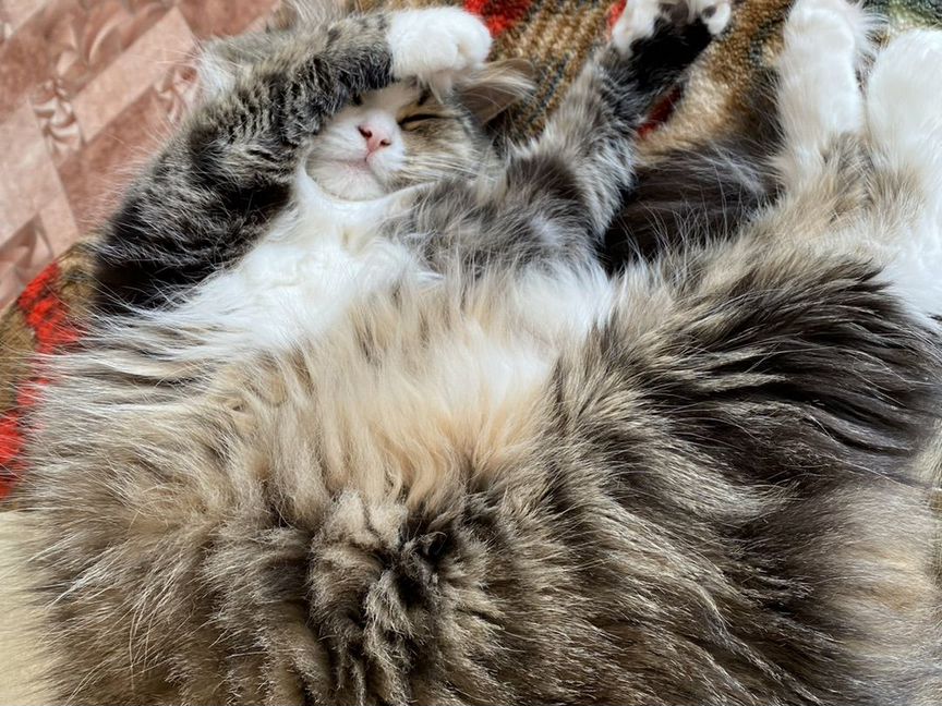Кошка